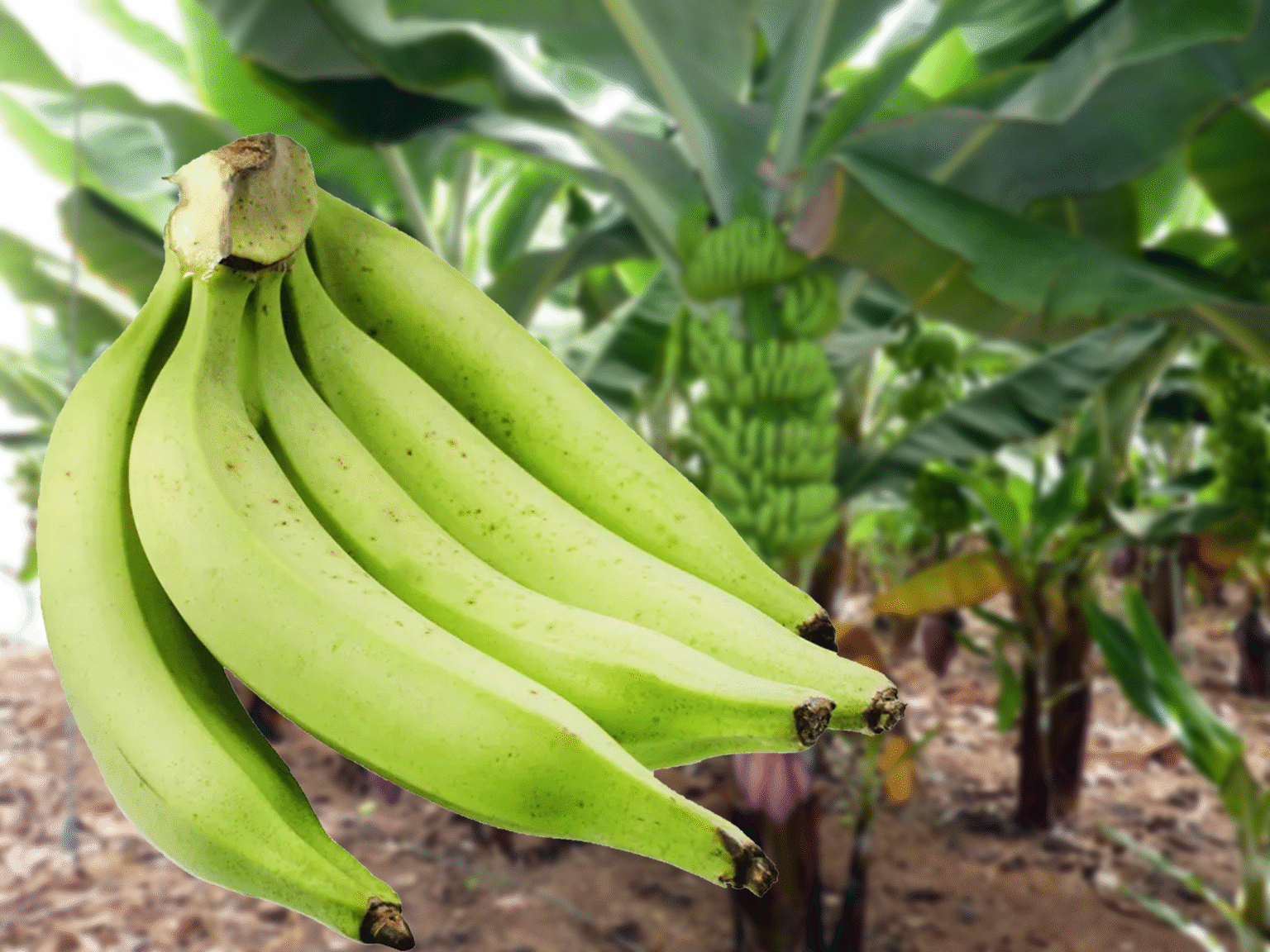 Conoce nuestro Plátano Bellaco – Nativo Snack`s